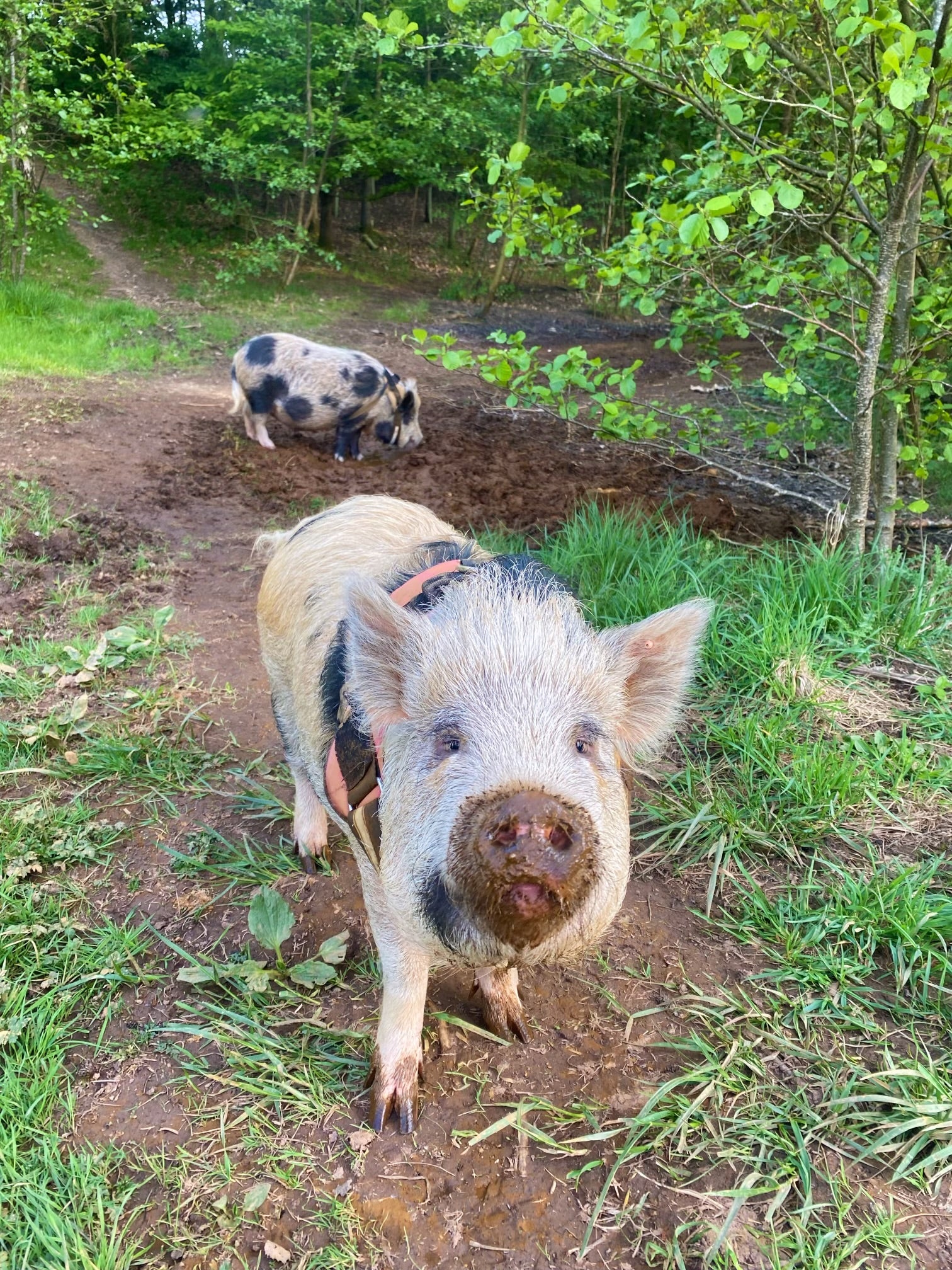 Piggy Packages 🐷 – Stubby Pigs