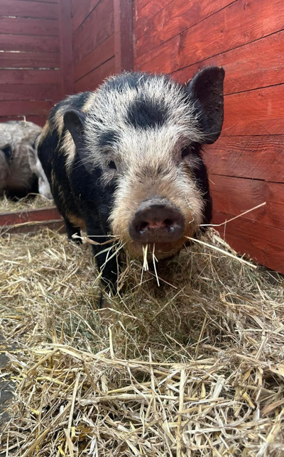 Meet The Pigs – Stubby Pigs