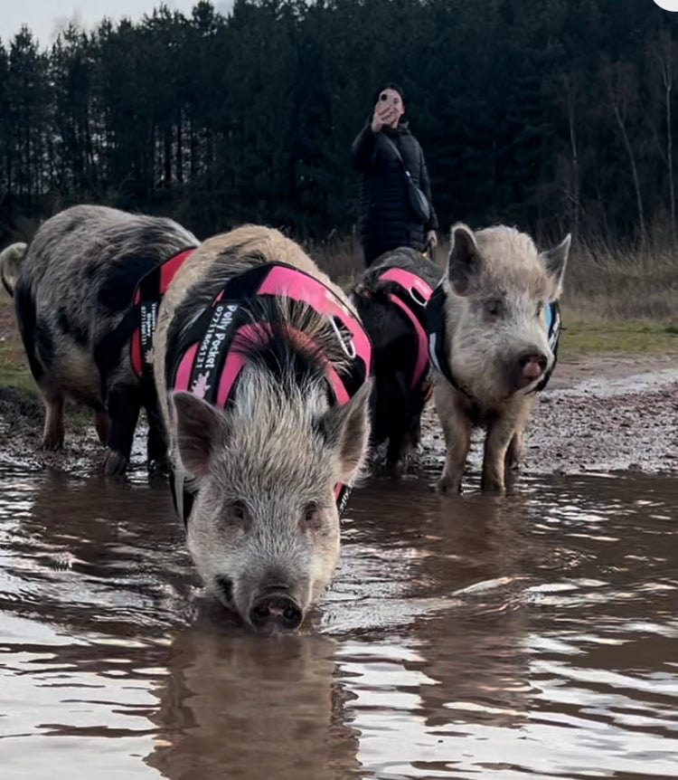 Stubby Pigs