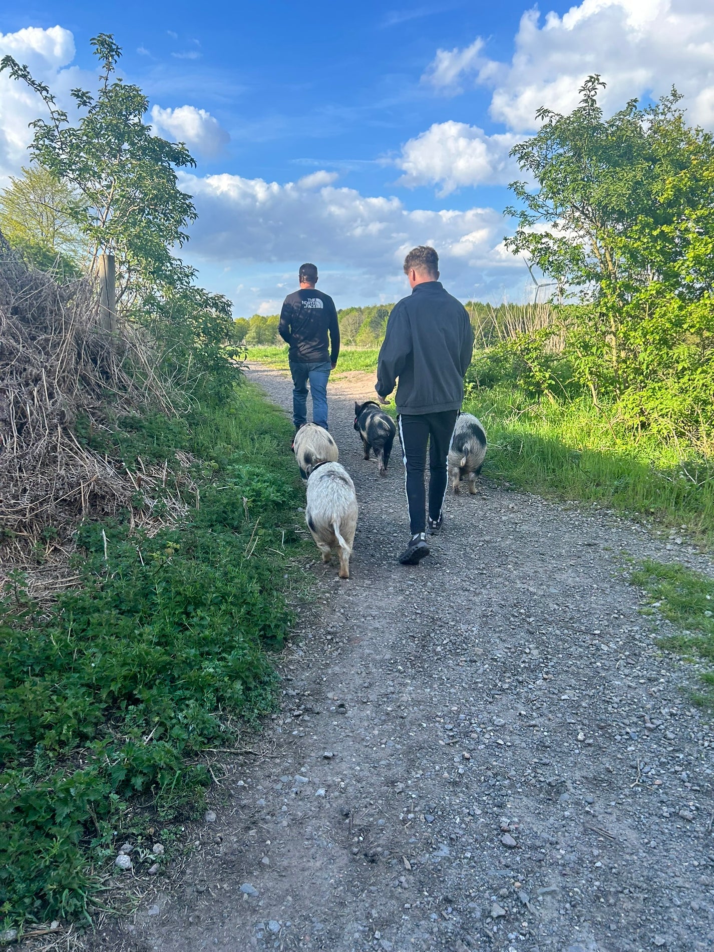 Full piggy package 🐷🍃( DEPOSIT ) – Stubby Pigs