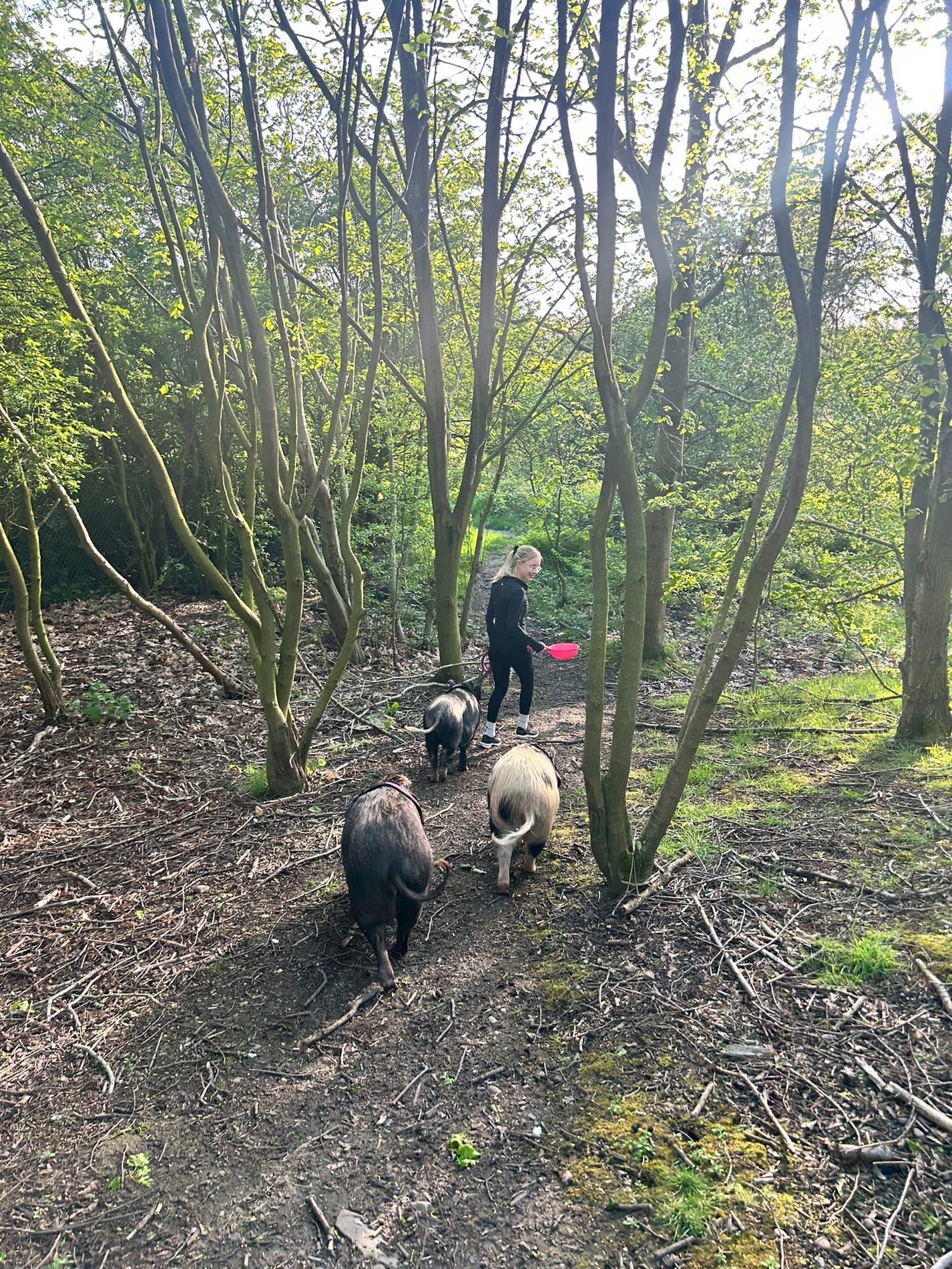 Full piggy package 🐷🍃( DEPOSIT ) – Stubby Pigs