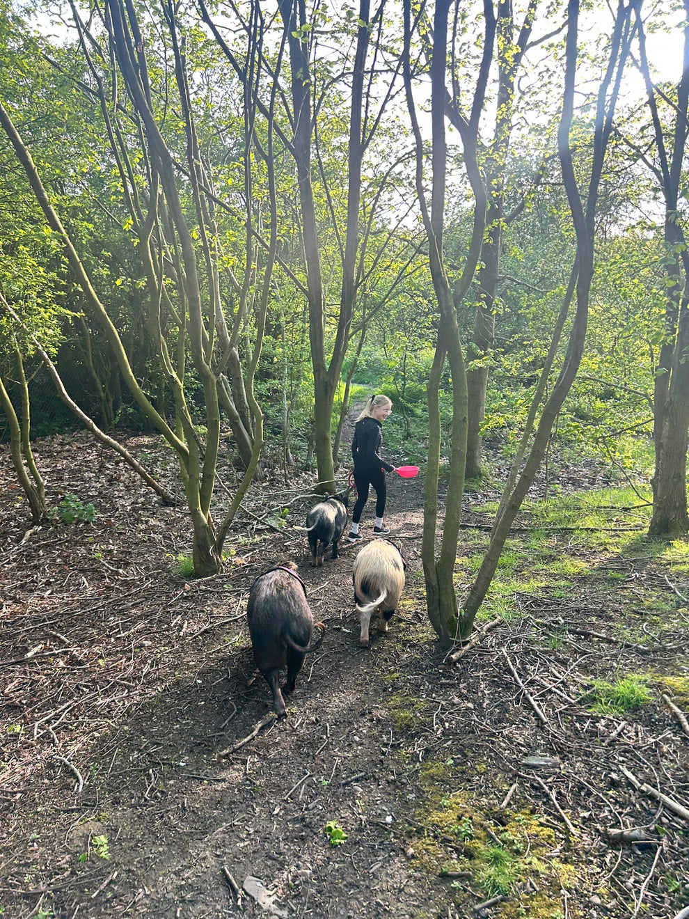 Full piggy package 🐷🍃( DEPOSIT ) – Stubby Pigs