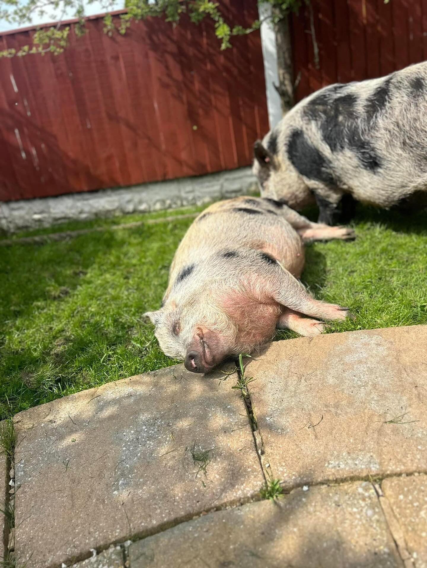 Stubby Pigs