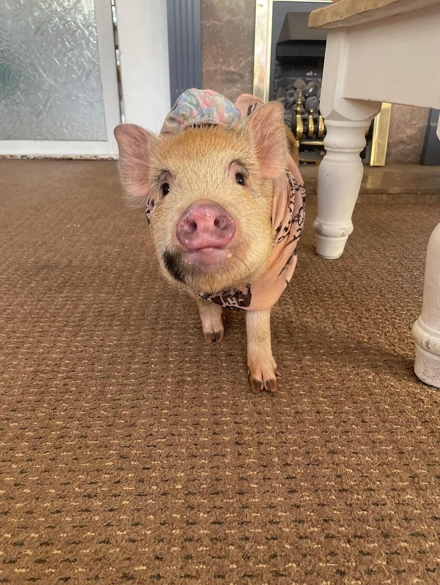 Meet The Pigs – Stubby Pigs