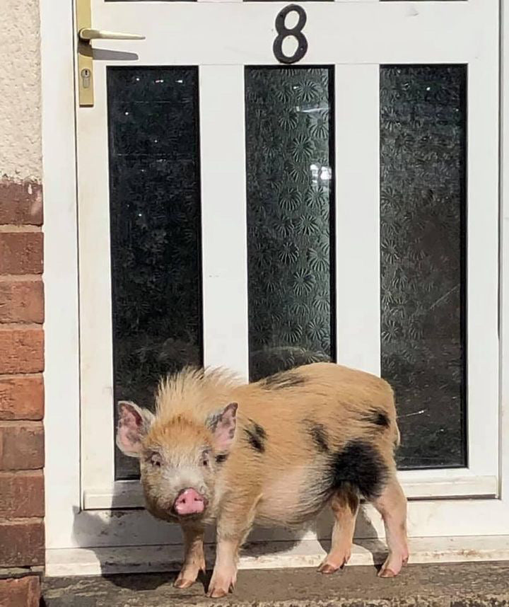 Meet The Pigs – Stubby Pigs