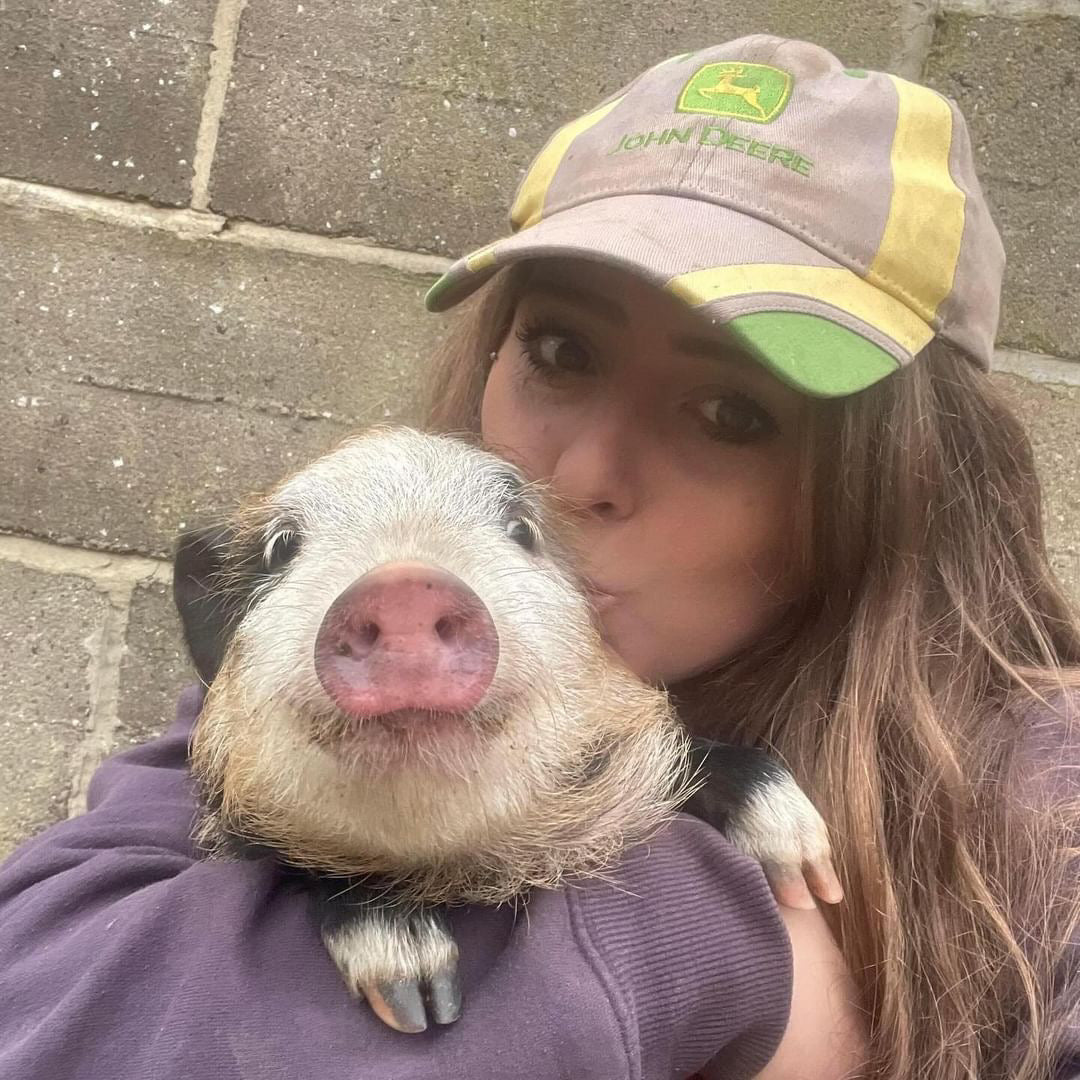 Meet The Pigs – Stubby Pigs