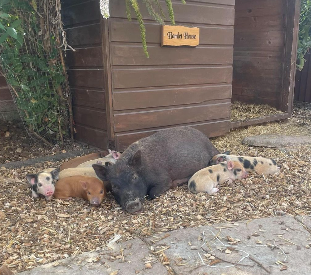 Stubby Pigs