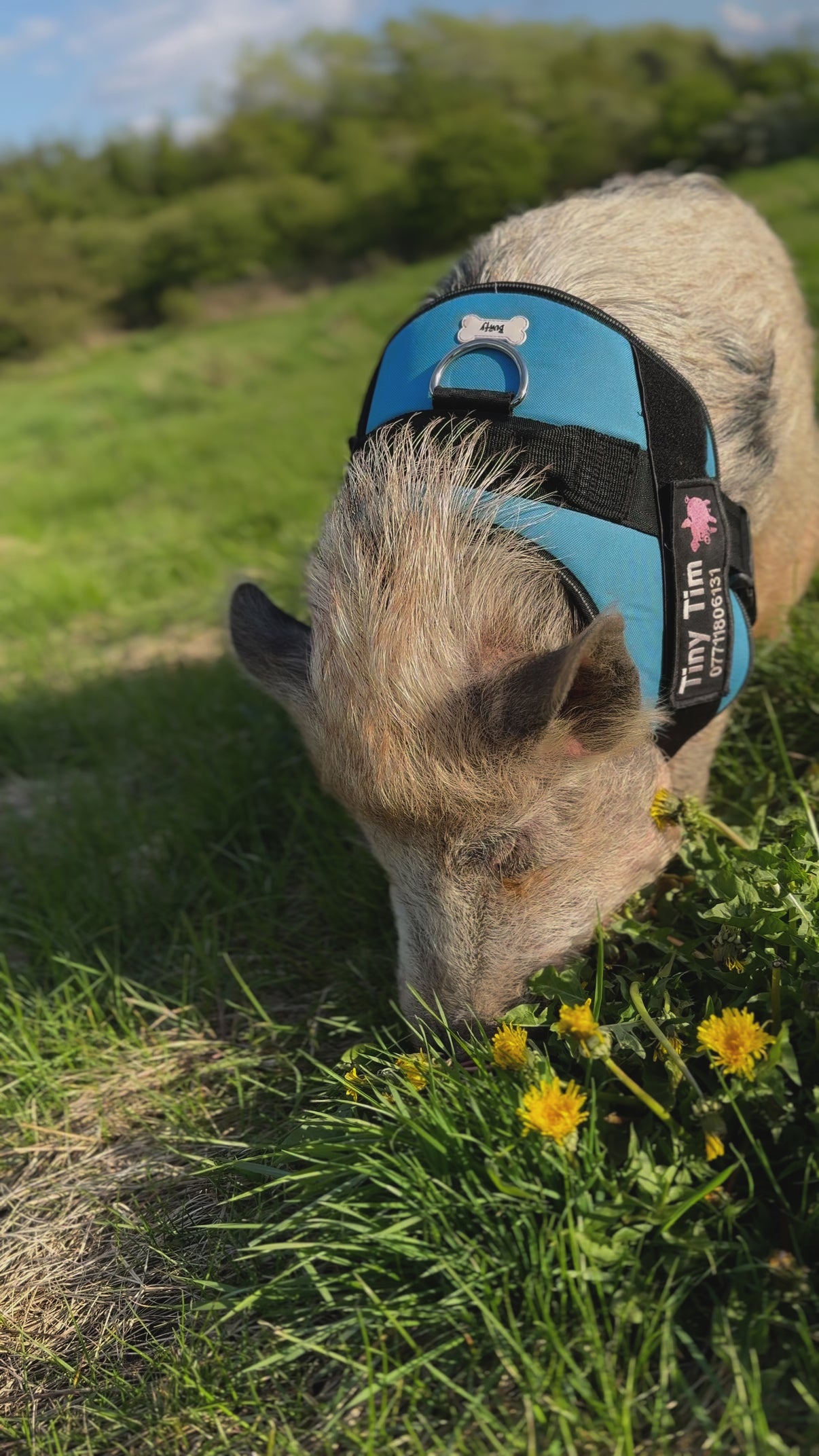 Full piggy package 🐷🍃( DEPOSIT ) – Stubby Pigs